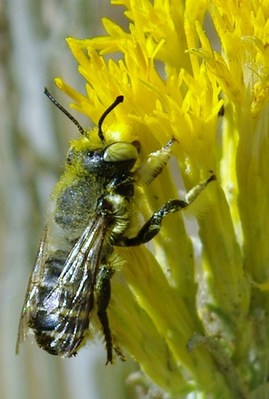 Poem contest wild honey bee haiku - All Poetry