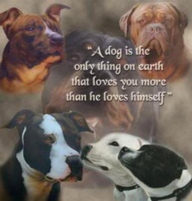 Poem contest Pitbull Love And American Bulldog - All Poetry