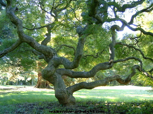 Poem contest Japanese Maple Picture Prompt ~ Haiku Contest - All Poetry