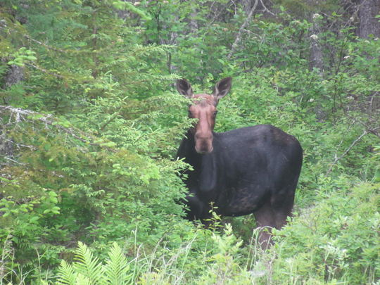 Poem contest Canada Moose Haiku - All Poetry