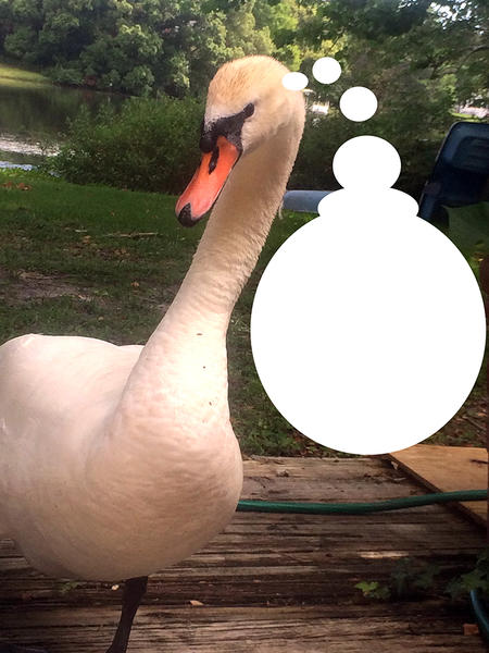 No, I'm not half Flamingo - a poem by Mel is Carmela - All Poetry