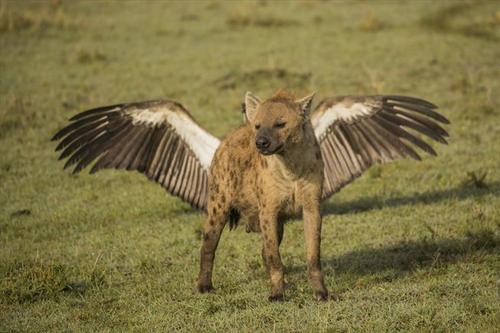 Poem contest Winged Hyena - All Poetry