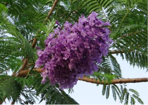 Poem contest National Haiku Writing Month Contest # 10: Jacaranda - All ...