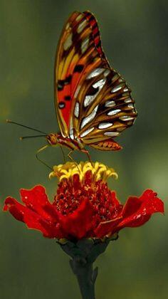 Poem contest Monarch Butterfly - All Poetry