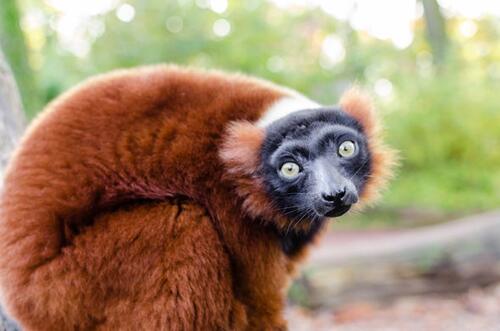 Poem contest Poetry For Lemurs - All Poetry