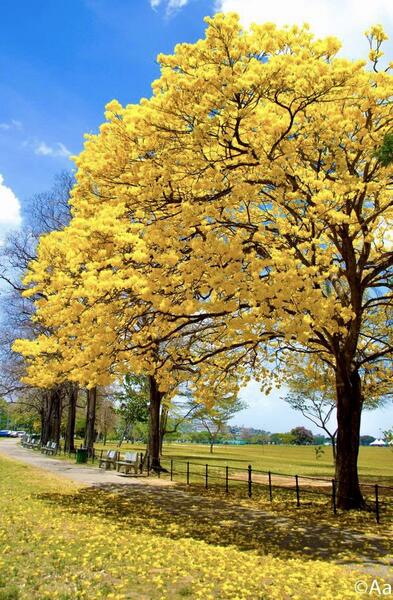 Poem contest Prompt ~ Poui Tree Trinidad - All Poetry