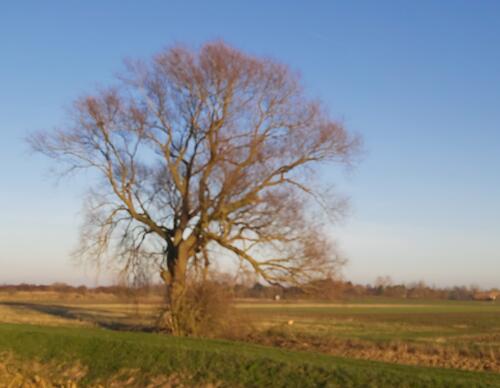 Poem contest An Ode to a Tree - All Poetry