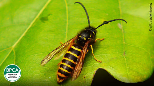 Poem contest Wasp - Double Ended Acrostic - All Poetry