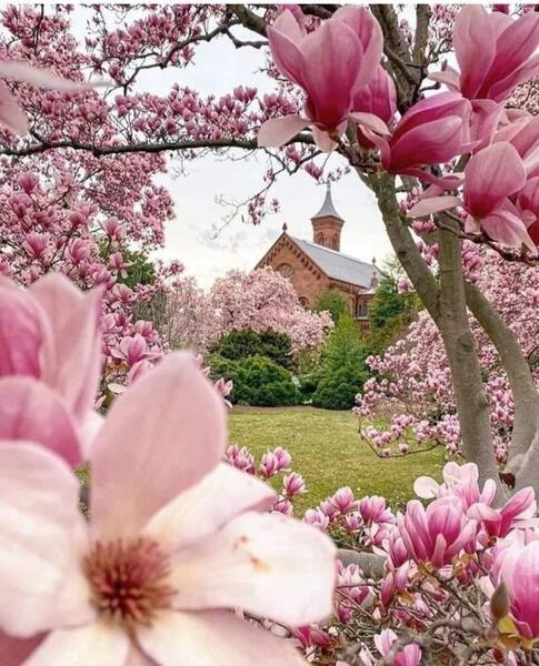 Poem contest Best of Magnolia, read my poem first - All Poetry