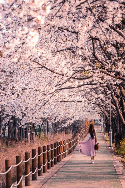 Poem contest Cherry blossom path (haiku) - All Poetry