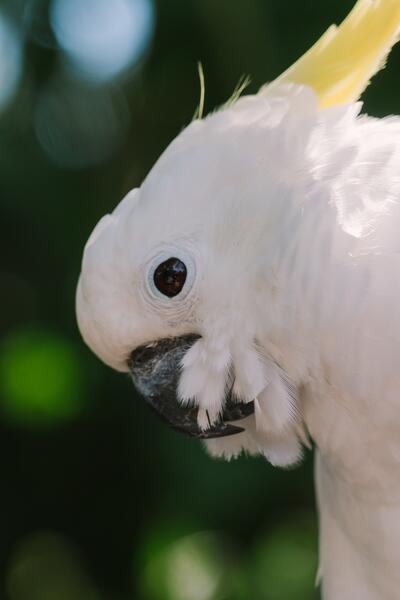 Poem contest Brevity Cockatoo - All Poetry
