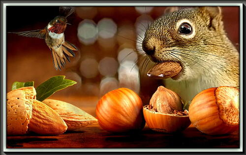 Poem contest The Squirrel - All Poetry