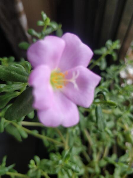 Poem contest Tricube Poetry Form - All Poetry