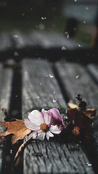Poem contest Brevity #2 : 34 words -wilted flowers- - All Poetry