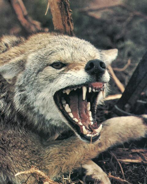 Poem contest Coyote Poetry II - All Poetry