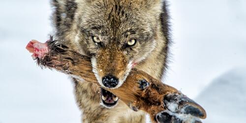 Poem contest Coyote Poetry III - All Poetry