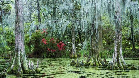 Poem contest Brevity: Swamp! - All Poetry