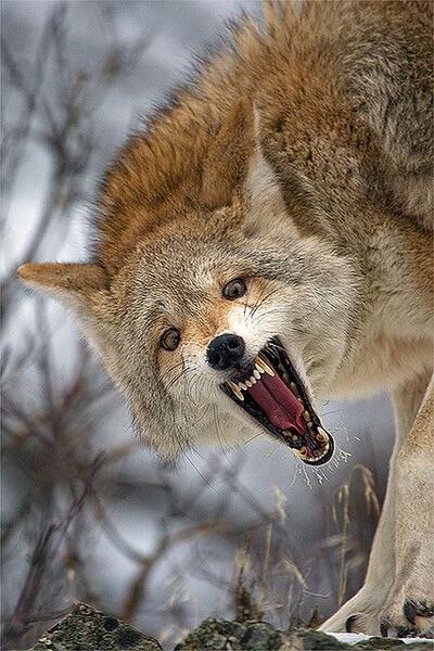 Poem contest Coyote Poetry IV - All Poetry