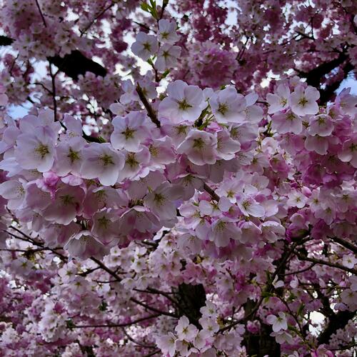 Poem contest Spring Haiku--in the style of Jack Kerouac - All Poetry