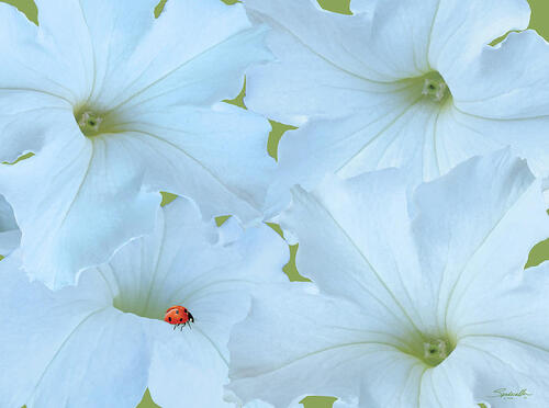 Poem contest Brevity. White Petunia - All Poetry