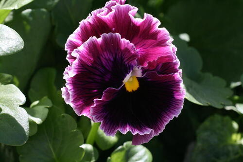 Pansy Poems - Modern Award-winning Pansy Poetry : All Poetry