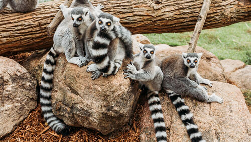 Poem contest Poetic Voyages For Lemurs - All Poetry