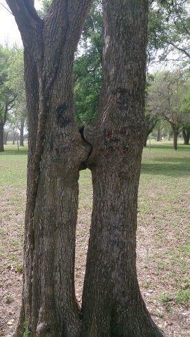 Poem contest Kissing Trees, Pick one from prompts and answer what ...