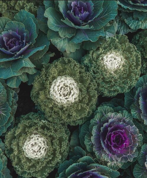 Poem contest Brevity. Cabbage. - All Poetry