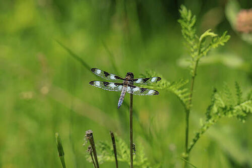 Poem contest Dragonfly haiku contest - All Poetry