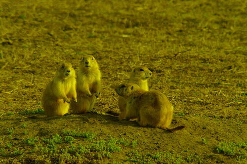 Poem contest Prairie dogs hanging out - All Poetry
