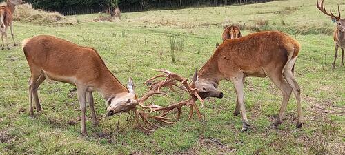 Poem contest Hate or mates - All Poetry