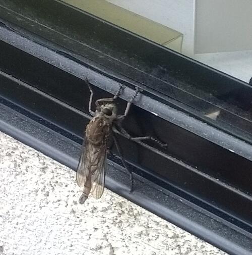 Poem contest Name this Bug ~Rare Insects~ - All Poetry Poem contest Name this Bug ~Rare Insects~ - All Poetry