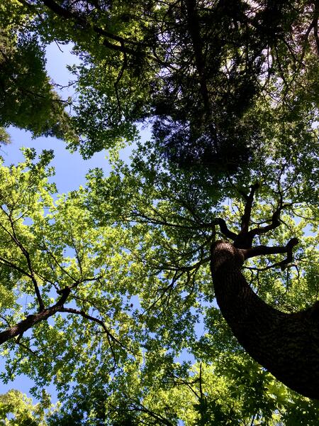 Poem contest Poetry For The Trees - All Poetry