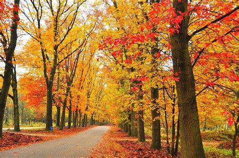 Poem contest Write about fall leaves - All Poetry