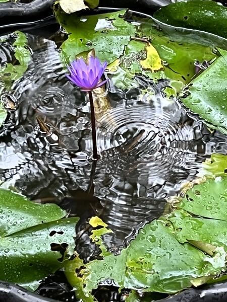 Poem contest Nature Prompt: Water Lily - All Poetry
