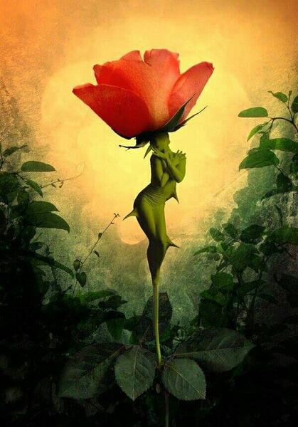 Poem contest image prompt ~ Rose Bloom - All Poetry