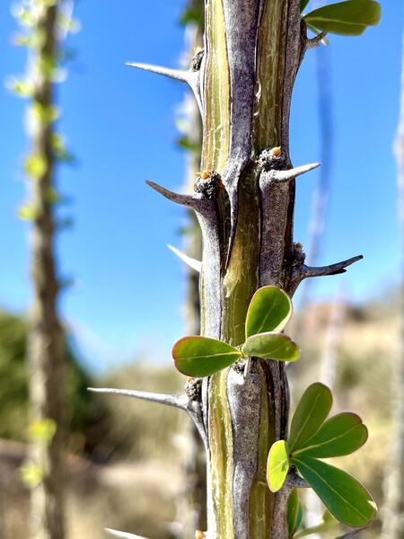Poem contest The Desert: Fierce Beauty - All Poetry