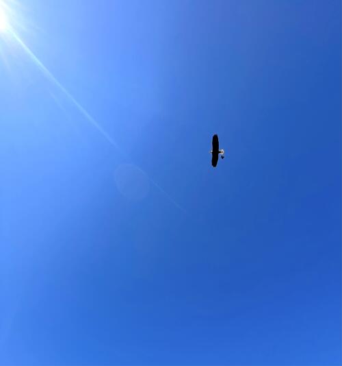 Poem contest Soar High - All Poetry
