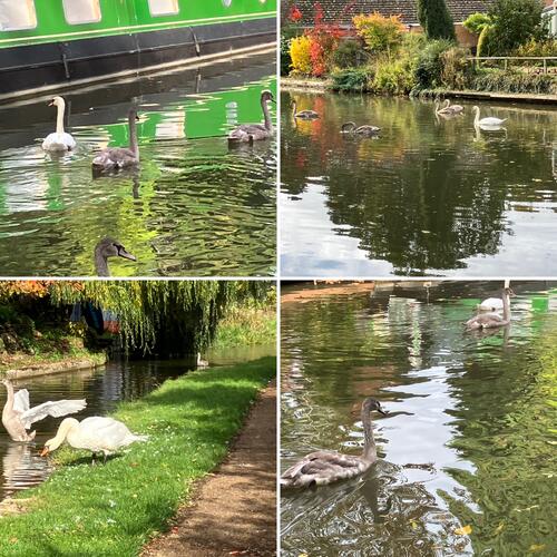 Poem contest Swans - All Poetry