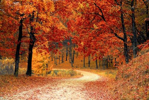 Poem contest Autumn leaves are falling - All Poetry