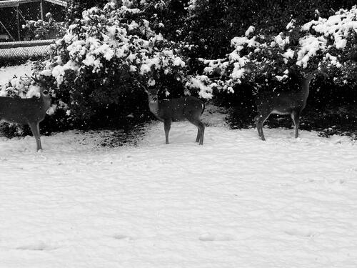 Poem contest Winter Horror Comment Contest II - All Poetry