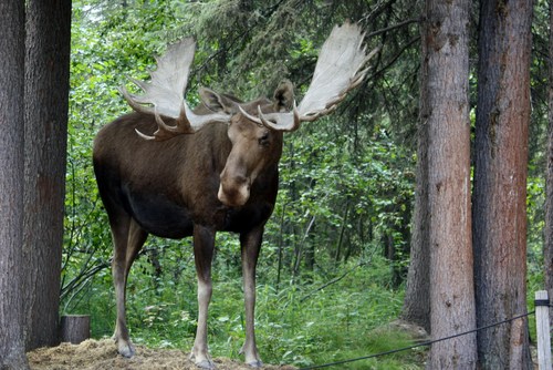 Arcticbreeze - poet at allpoetry