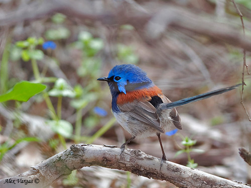 Fairy Wren - a poem by Rhonda Grace - All Poetry