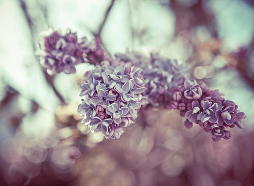 Poem contest Lilacs by Amy Lowell - Poem With Distinction - All Poetry