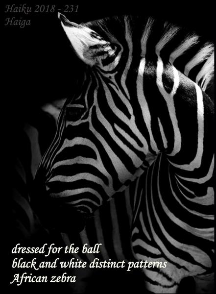 Zebra Poems - Modern Award-winning Zebra Poetry : All Poetry