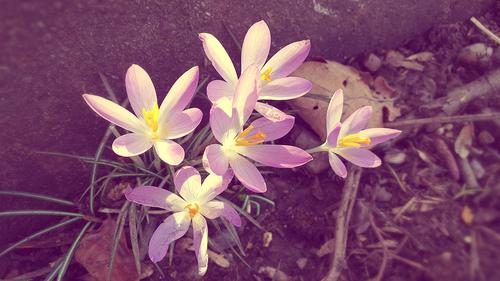 Crocus Poems - Modern Award-winning Crocus Poetry : All Poetry