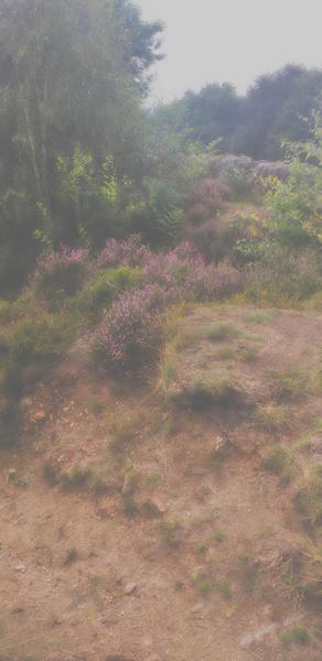 Heather Poems - Modern Award-winning Heather Poetry : All Poetry