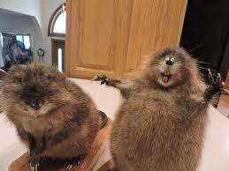 Poem contest Muskrat Love - All Poetry