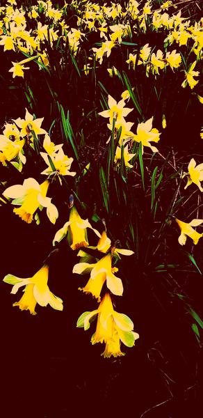 Dancing daffodils - a poem by resarf poetry - All Poetry