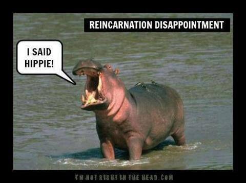 Hippo Poems - Modern Award-winning Hippo Poetry : All Poetry